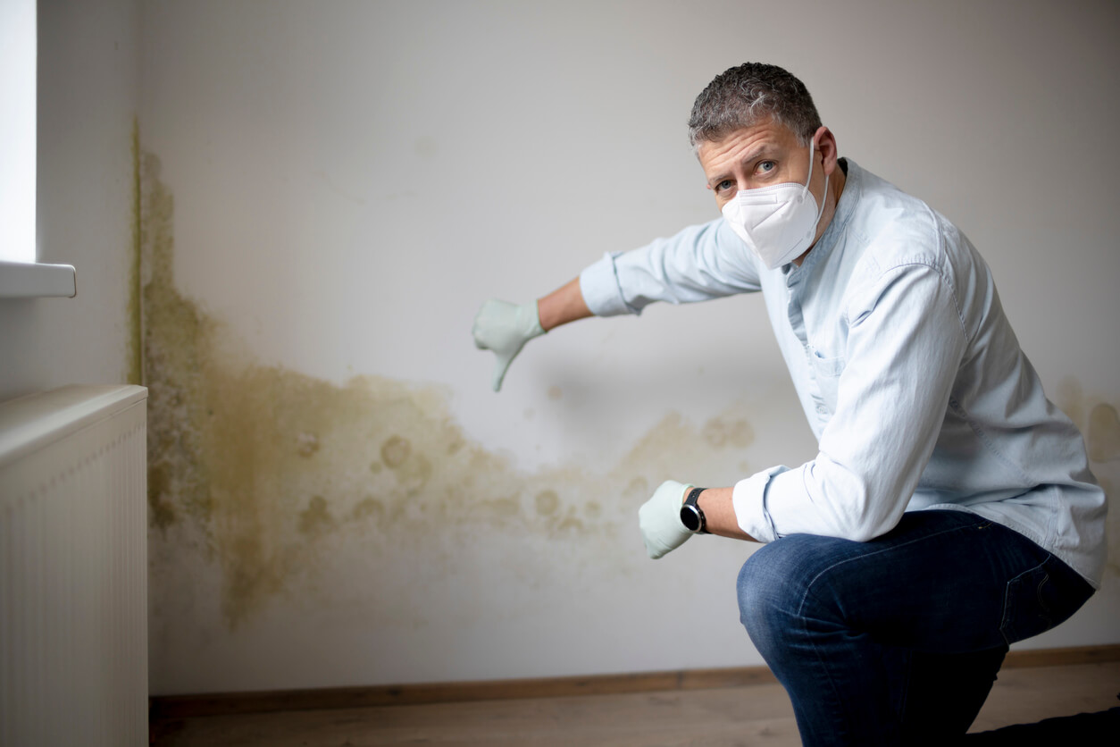 Find Mold Remediation in Olive Branch, Mississippi at Mold Mystics